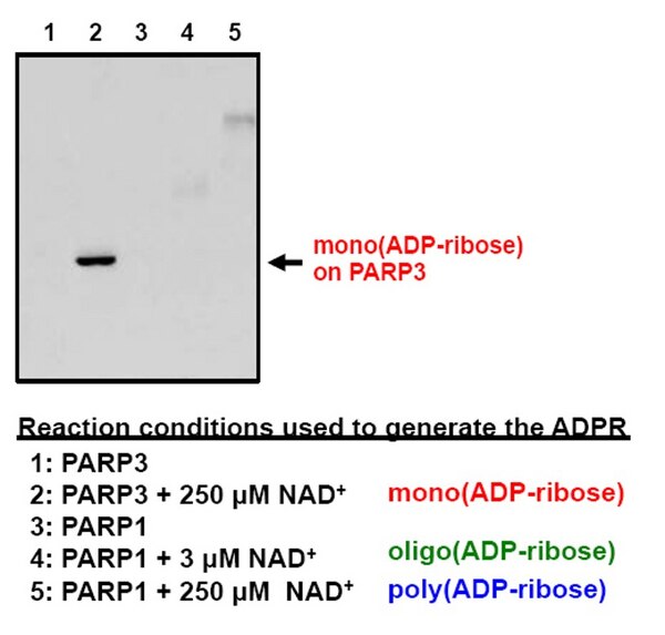 Anti-mono- ADP-ribose binding reagent | MABE1076